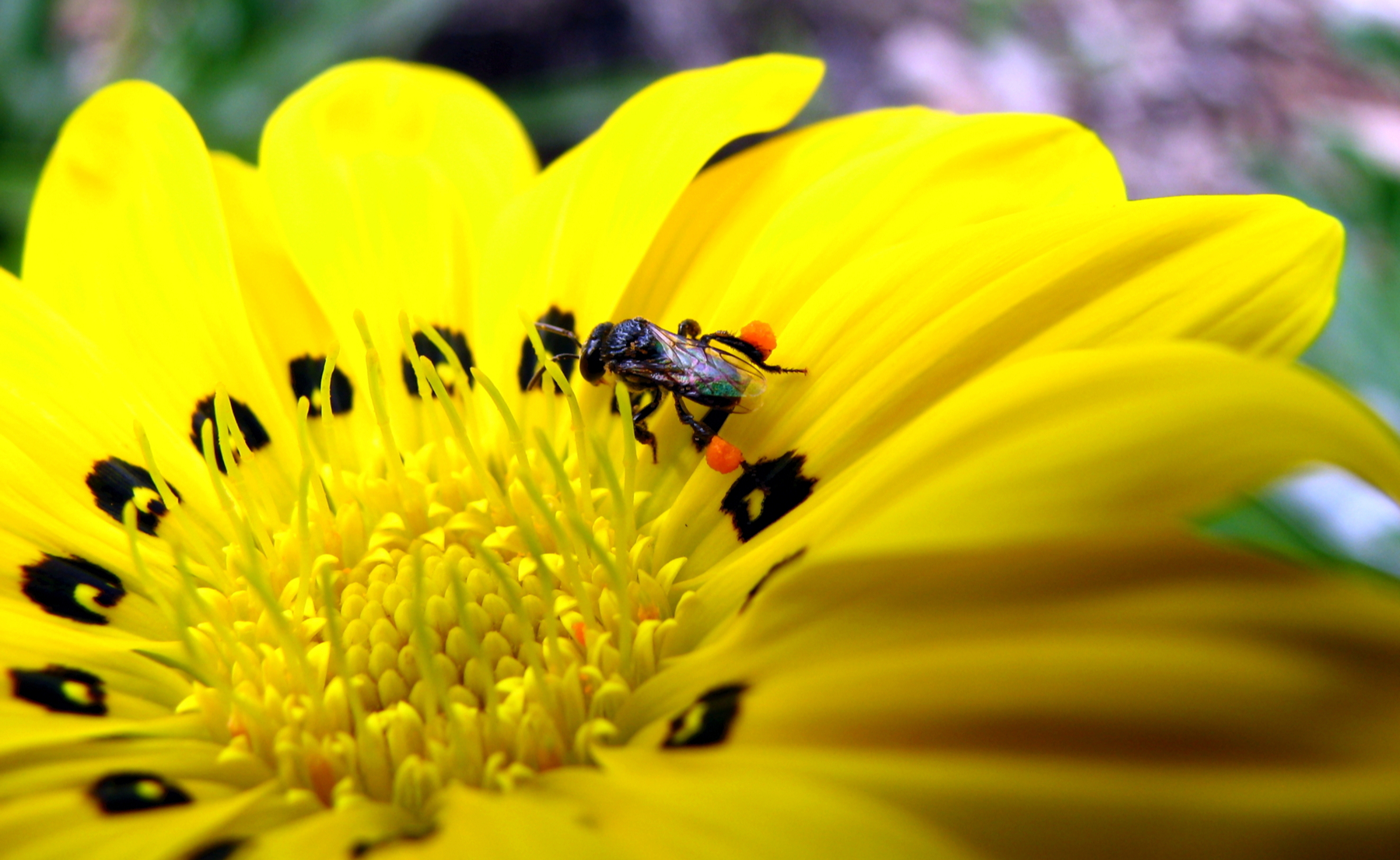 Native Bee Keeping | ACE Community Colleges Ltd